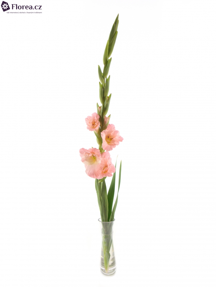 Gladiol GR KARMA 115cm/50cm