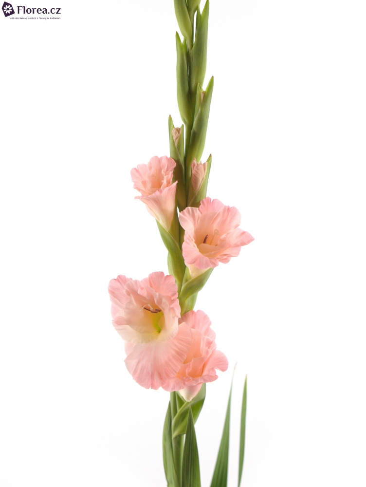 Gladiol GR KARMA 115cm/50cm