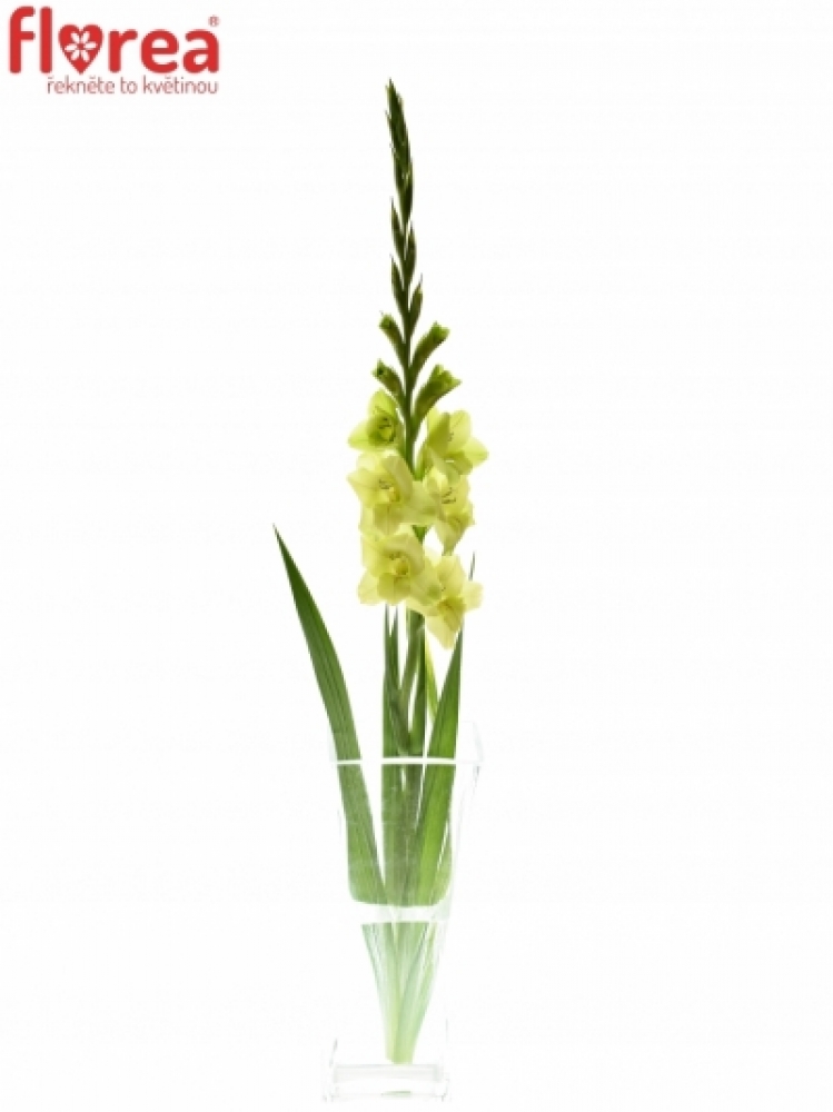 Gladiol GR KIO 100cm/45cm