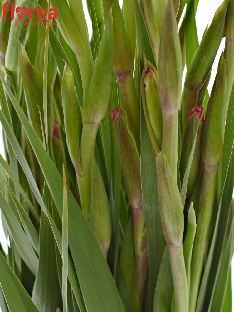 Gladiol GR VIOLET KING 100cm/50cm