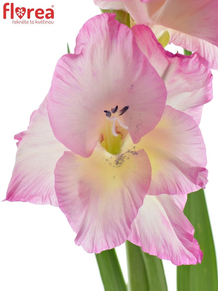 Gladiol GR VIOLET KING 100cm/50cm