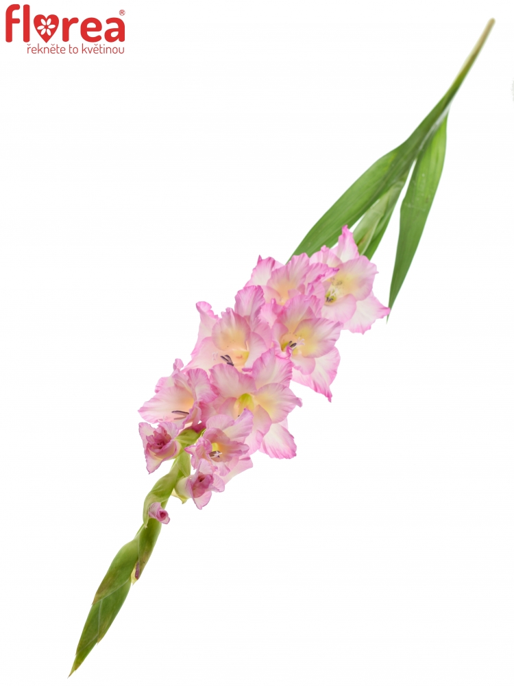 Gladiol GR VIOLET KING 100cm/50cm