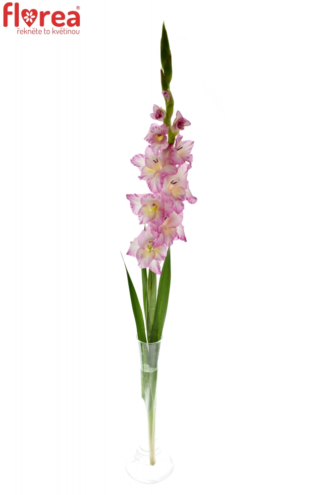 Gladiol GR VIOLET KING 100cm/50cm