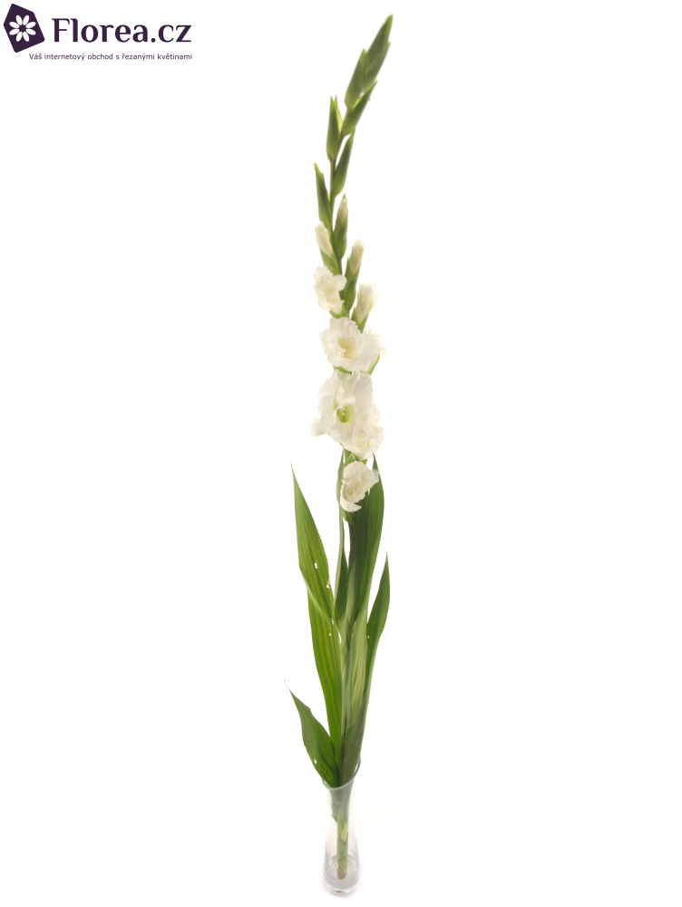 Gladiol GR ESSENTIAL 110cm