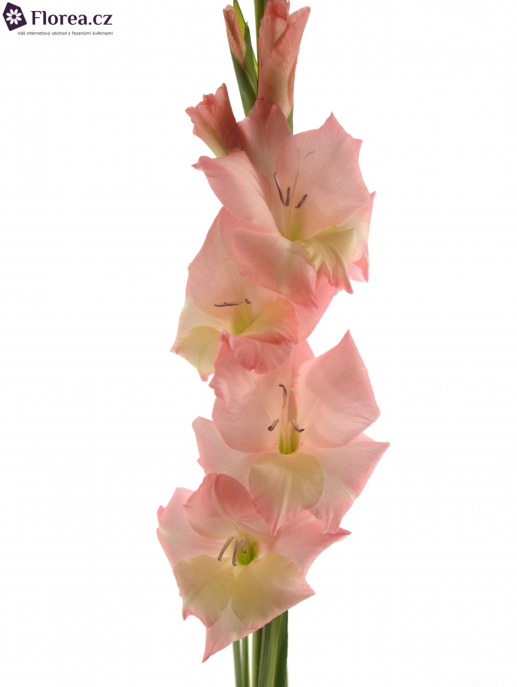 Gladiol GR FORTAROSA 110cm/55cm