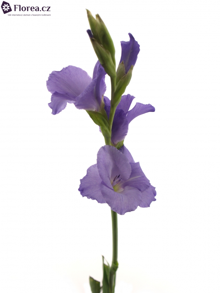 Gladiol GR MOJITO 115cm/45cm