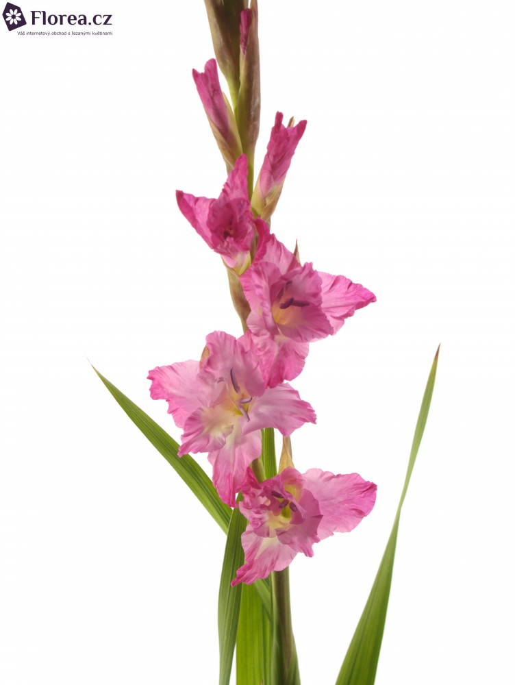 Gladiol GR VIOLET KING 95cm/30cm | Florea