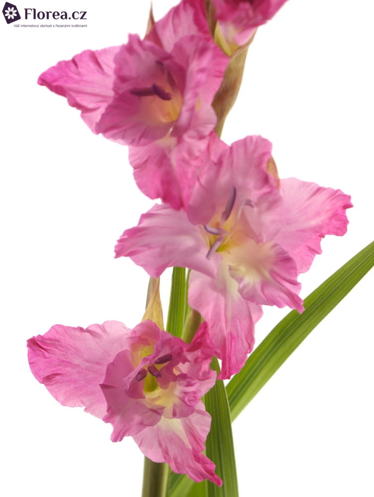 Gladiol GR VIOLET KING 100cm/50cm | Florea
