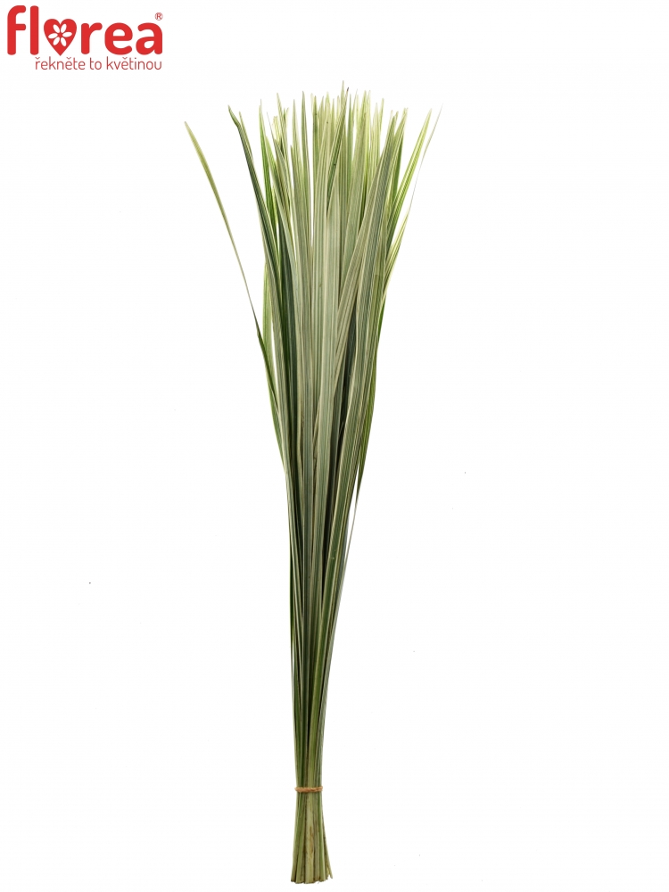 GRASS T-GRASS GREEN WHITE 50cm