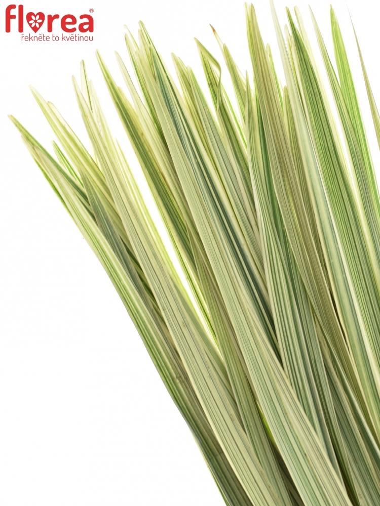 GRASS T-GRASS GREEN WHITE 50cm