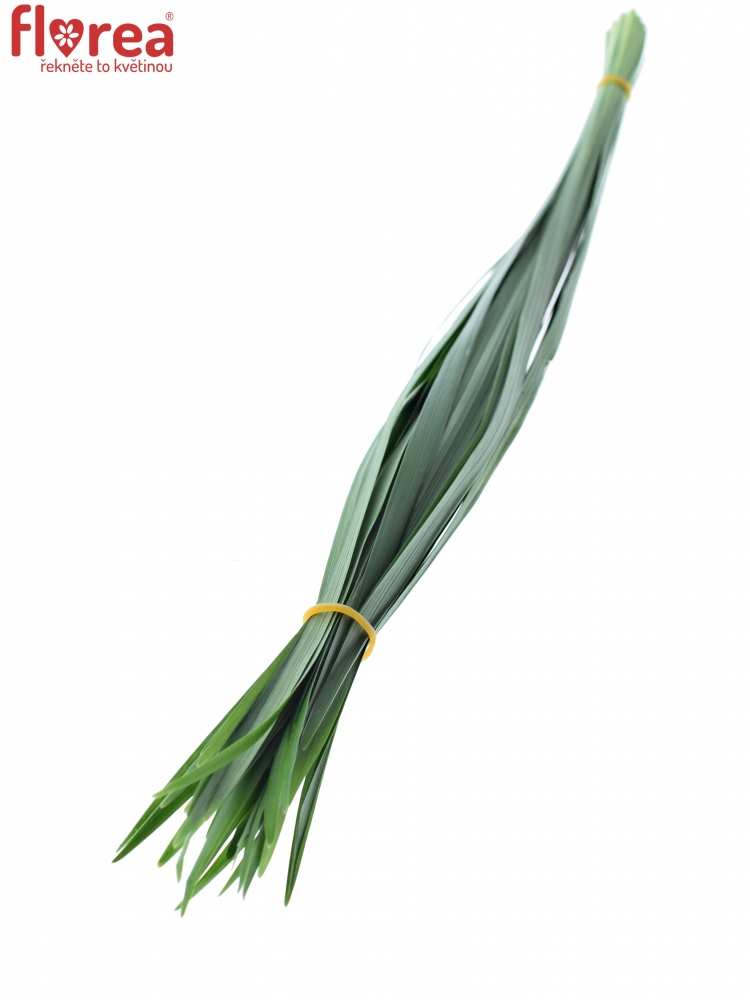 GRASS T-GRASS GREEN 50cm