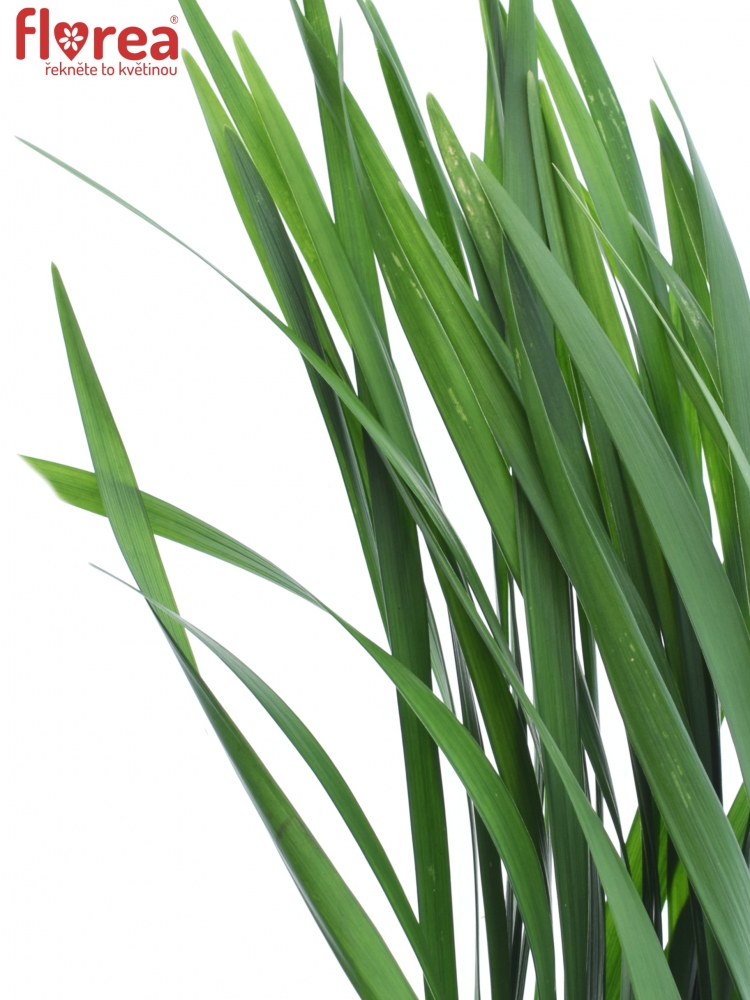 GRASS T-GRASS GREEN 50cm