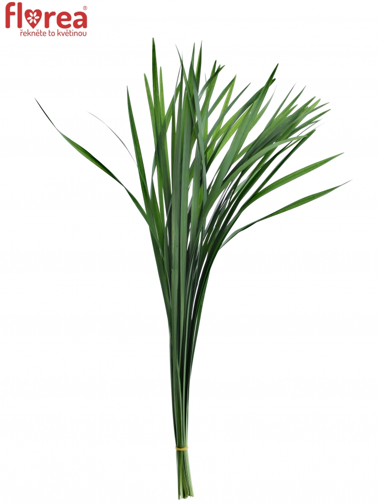 GRASS T-GRASS GREEN 50cm