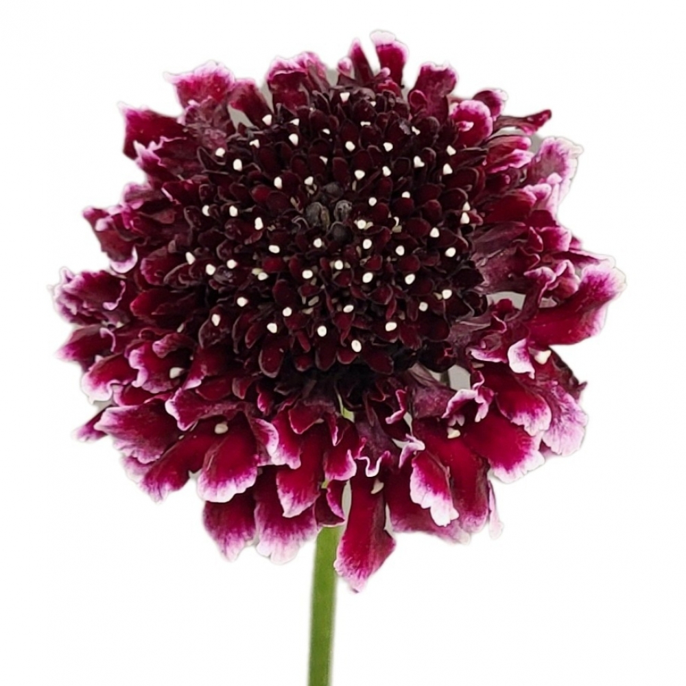 Hlaváč ATROPURPUREA SWEET CHERRY SCOOP 60cm
