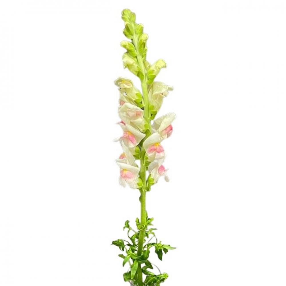 Hledík MAJUS OPUS APPLEBLOSSOM