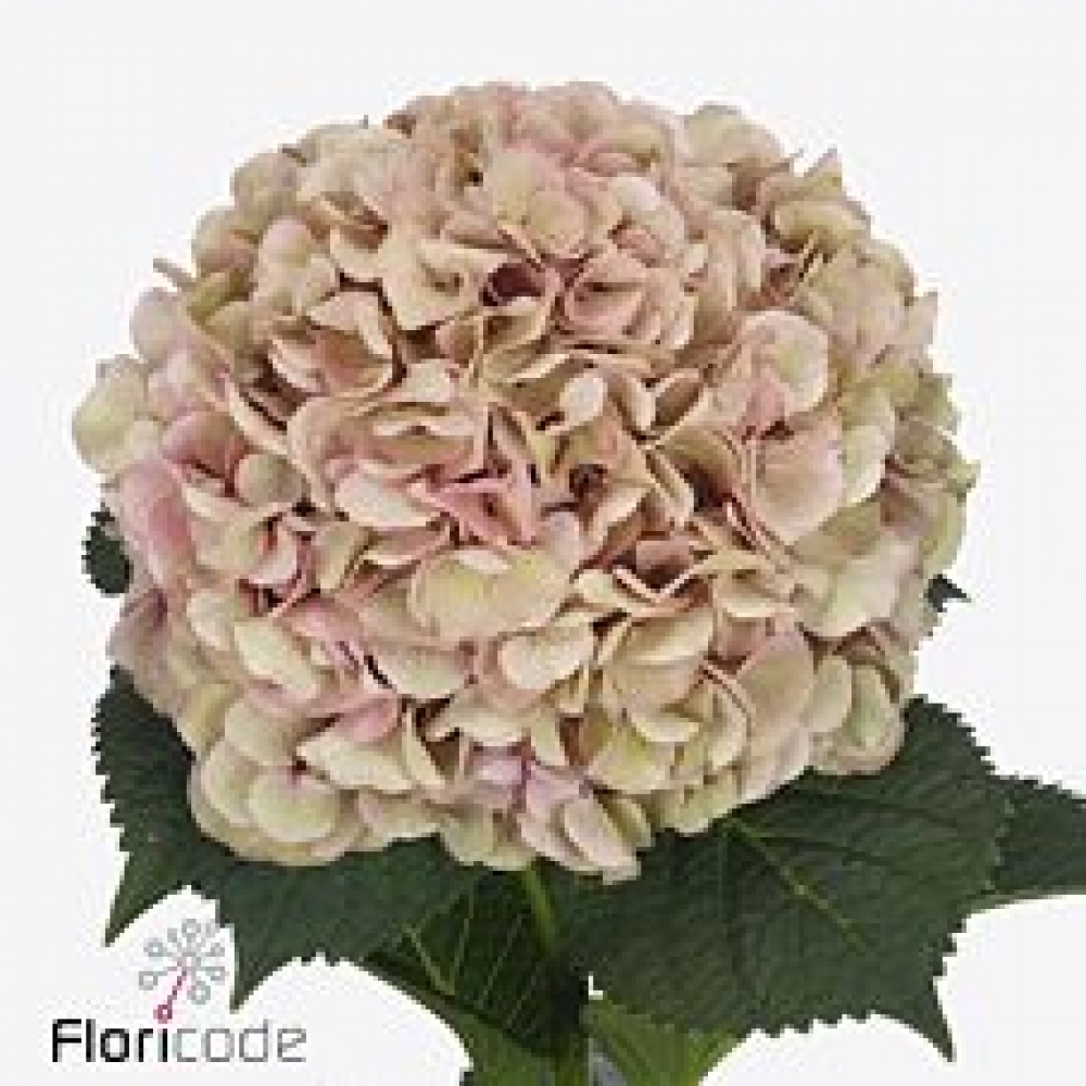 Hortenzie MACROPHYLLA MY BEAUTIFUL VIENNA CLASSIC 40cm