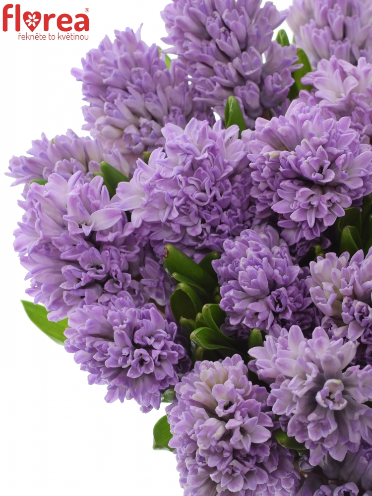 Hyacint SPLENDID CORNELIA 30cm