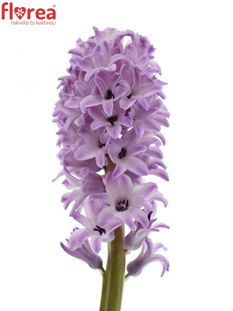 Hyacint SPLENDID CORNELIA 30cm