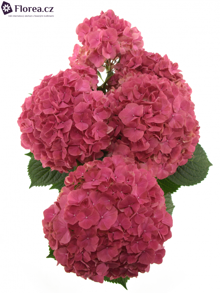 Hortenzie M GLOWING ALPS 40cm