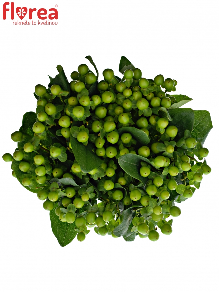 HYPERICUM COCO BAMBOO 40cm