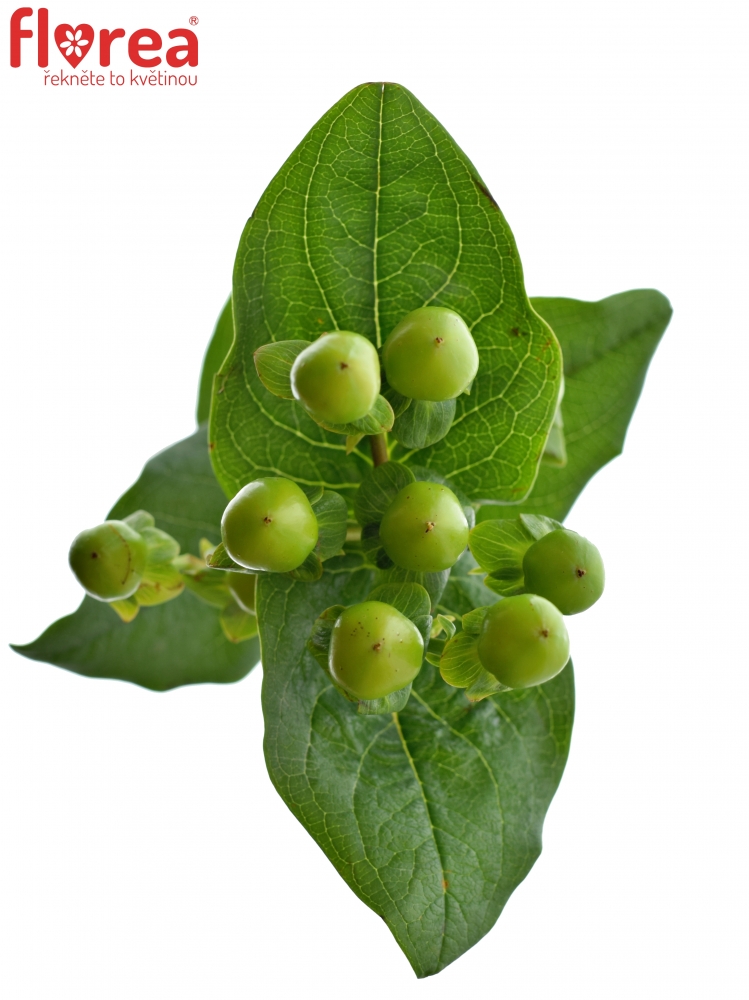 HYPERICUM COCO BAMBOO 40cm