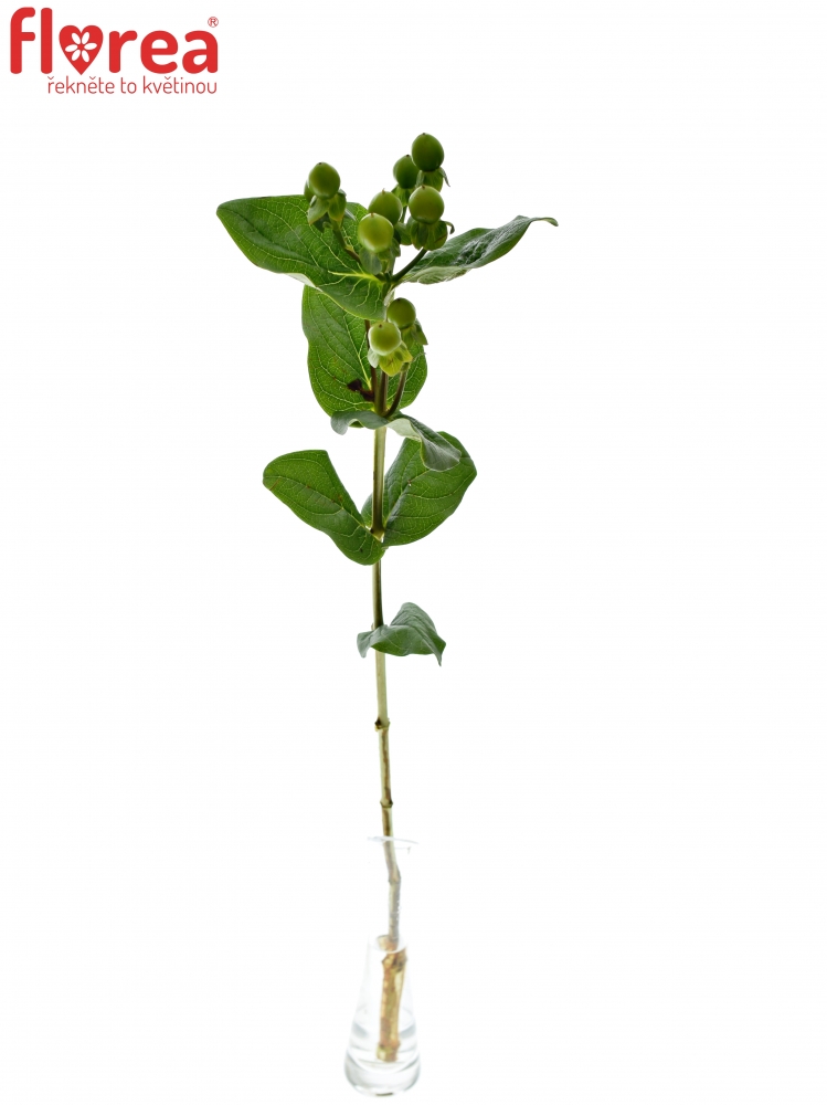 HYPERICUM COCO BAMBOO 40cm