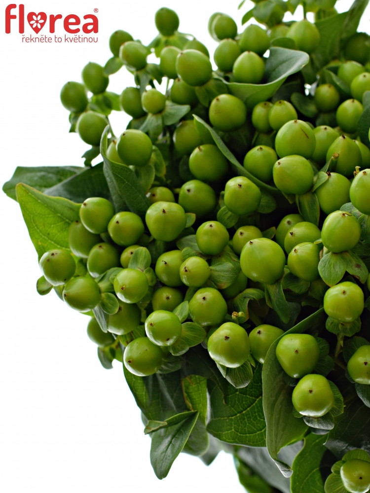 HYPERICUM COCO BAMBOO 40cm