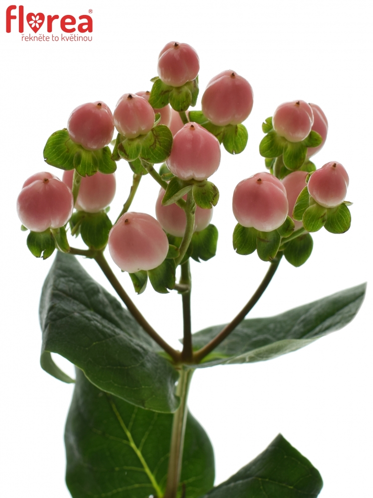 HYPERICUM COCO CASINO 40cm