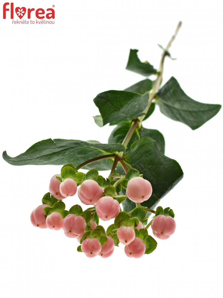 HYPERICUM COCO CASINO 40cm