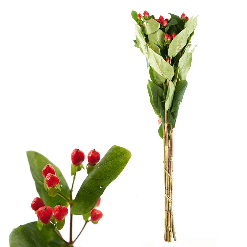 HYPERICUM COCO DIABLO 50cm