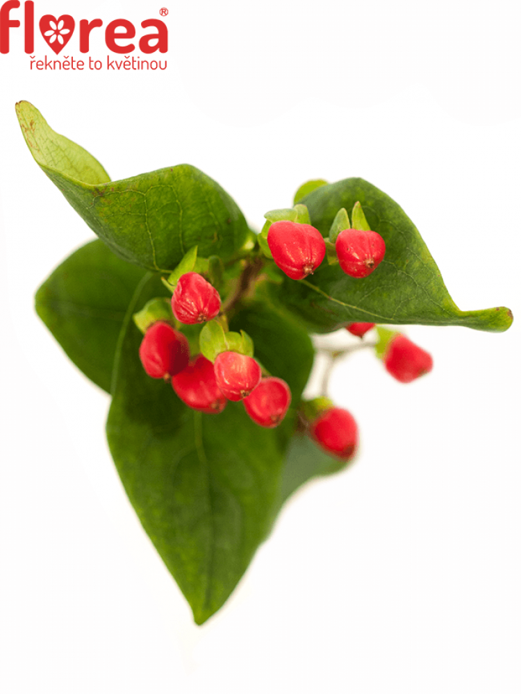 HYPERICUM COCO DIABLO 40cm