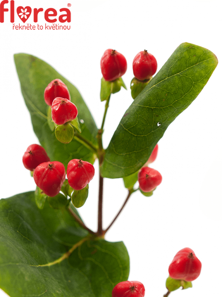 HYPERICUM COCO DIABLO 40cm