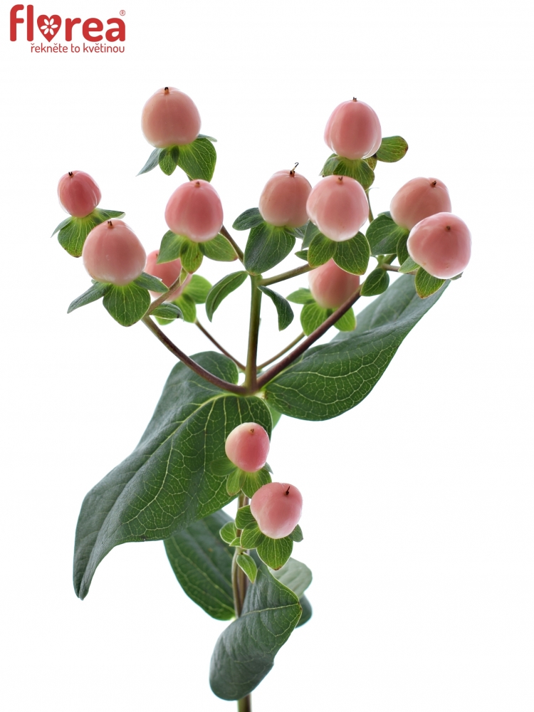 HYPERICUM COCO KIMONO 60cm