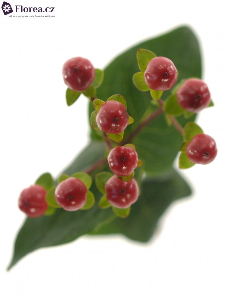 HYPERICUM COCO RIO 40cm