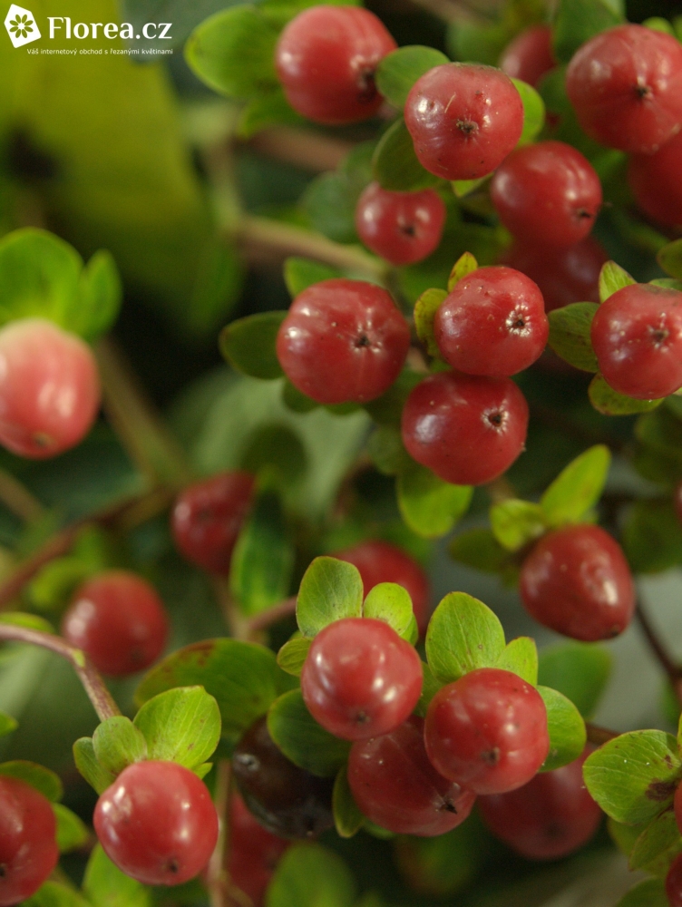 HYPERICUM COCO RIO 50cm