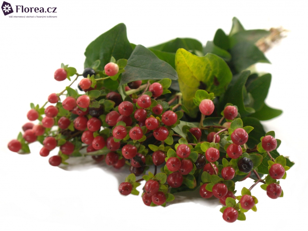 HYPERICUM COCO RIO 40cm