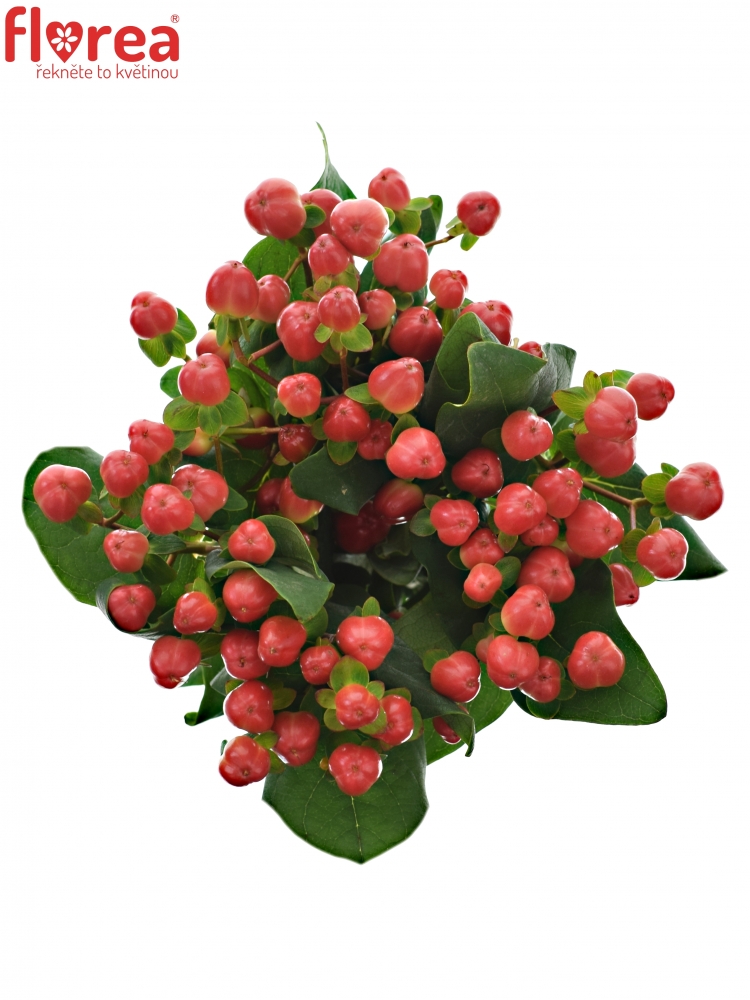 HYPERICUM COCO TANGO 70cm