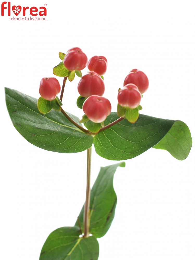 HYPERICUM COCO TANGO 70cm