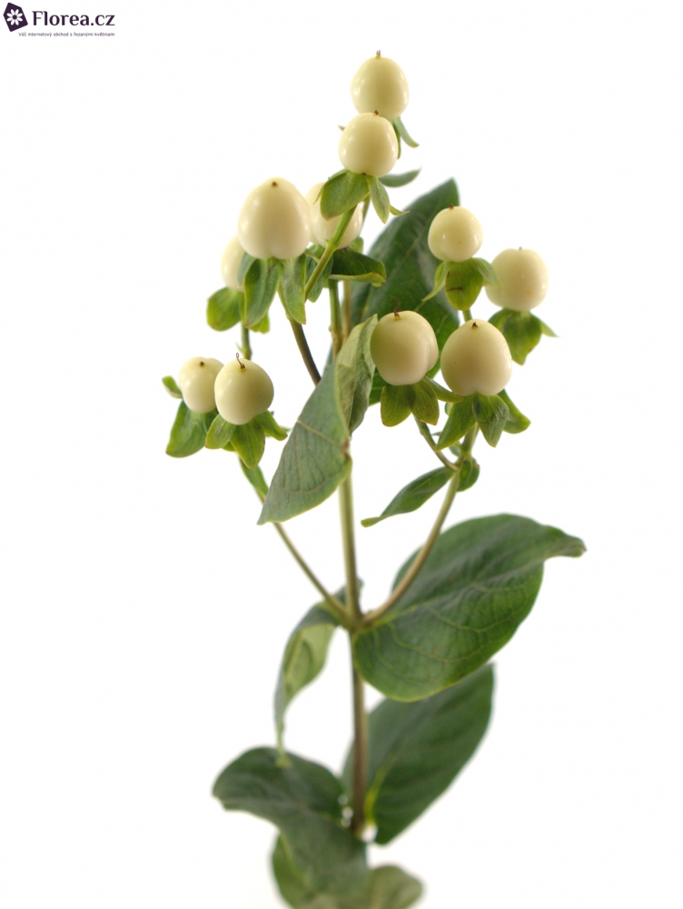 HYPERICUM COCO UNO 40cm