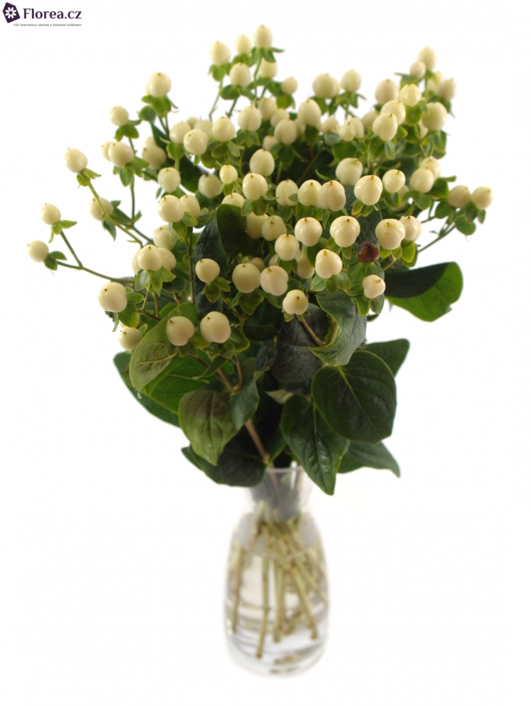 HYPERICUM COCO UNO 70cm