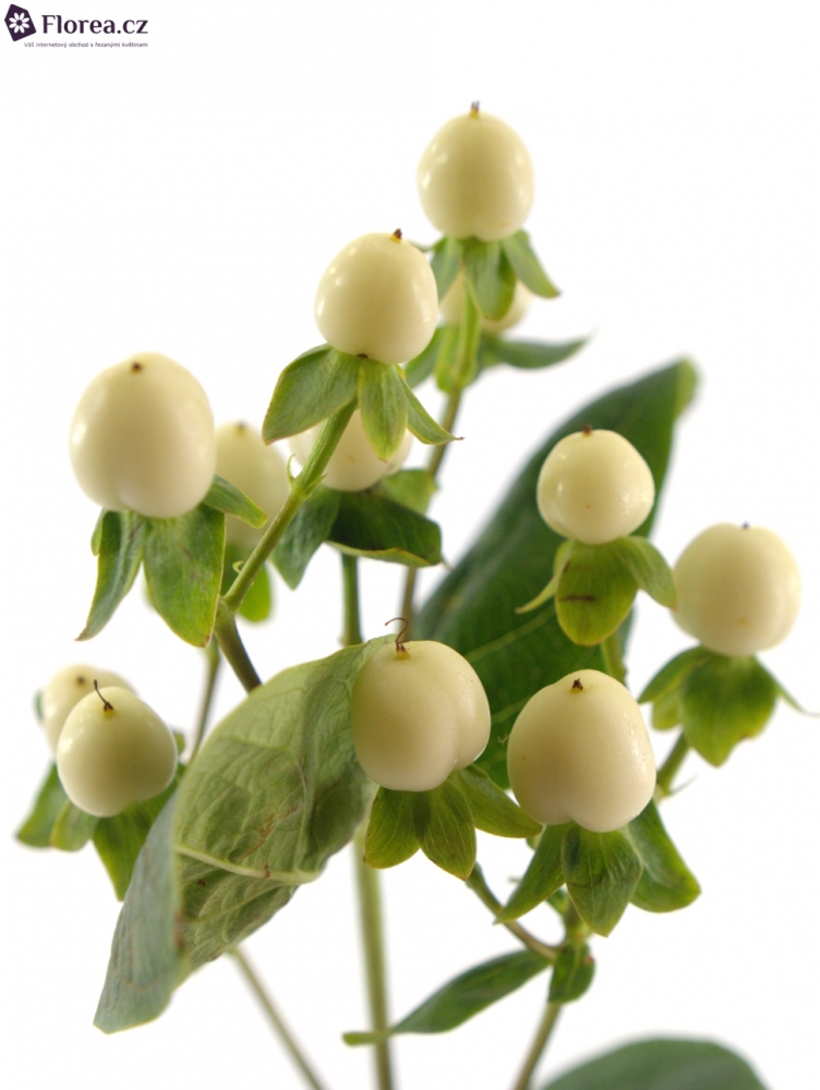 HYPERICUM COCO UNO | Florea