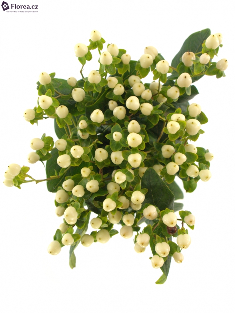 HYPERICUM COCO UNO 70cm
