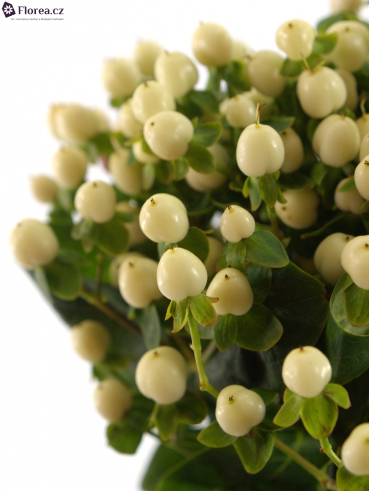 HYPERICUM COCO UNO 50cm