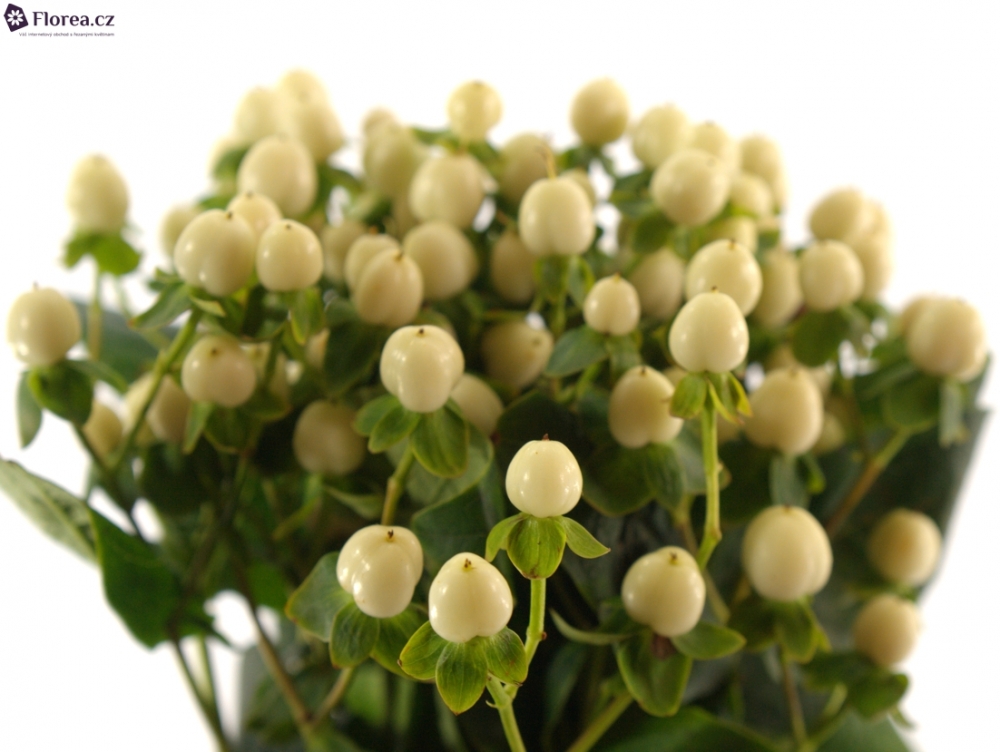 HYPERICUM COCO UNO | Florea