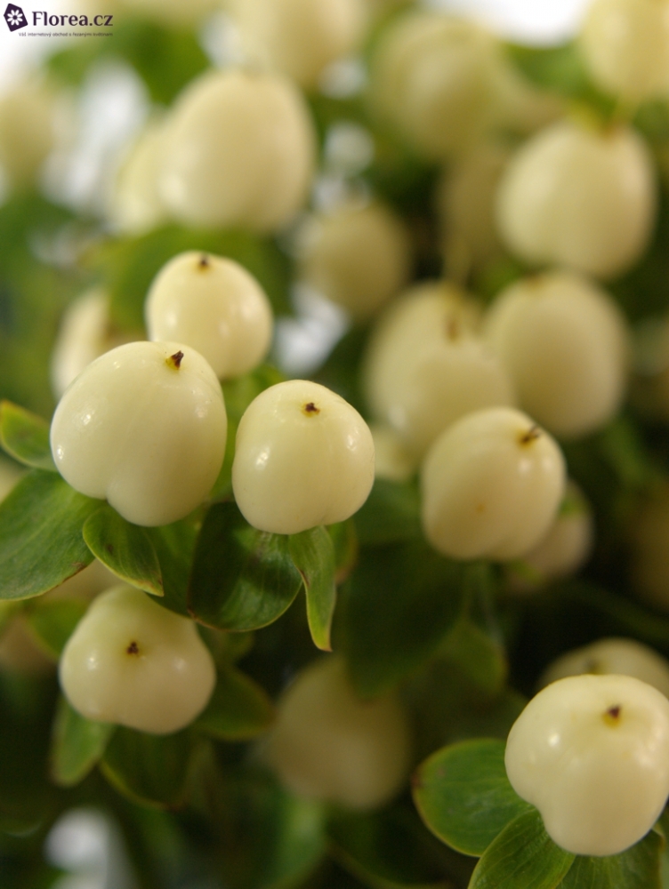 HYPERICUM COCO UNO 50cm