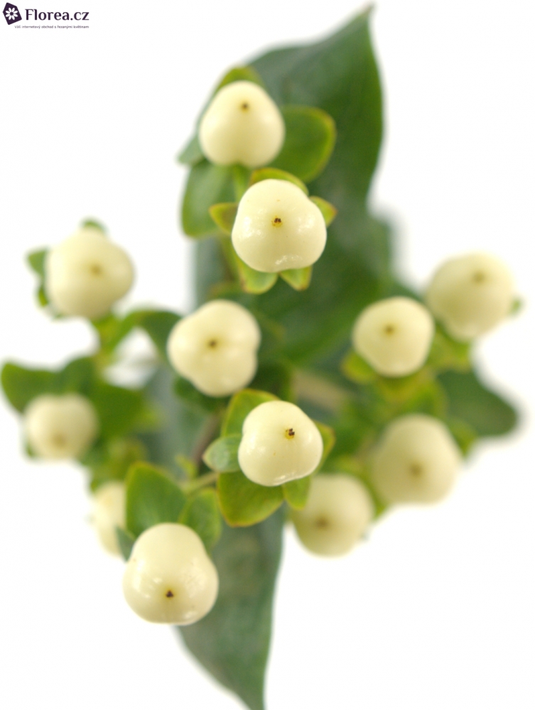 HYPERICUM COCO UNO | Florea