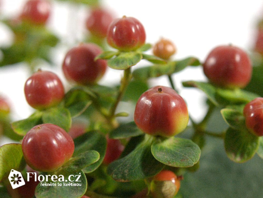 HYPERICUM CORAL EXPRESS 60cm