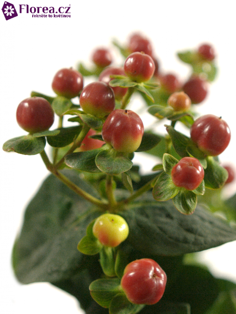 HYPERICUM CORAL EXPRESS 60cm