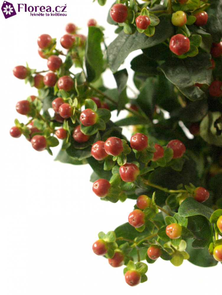 HYPERICUM CORAL EXPRESS 60cm