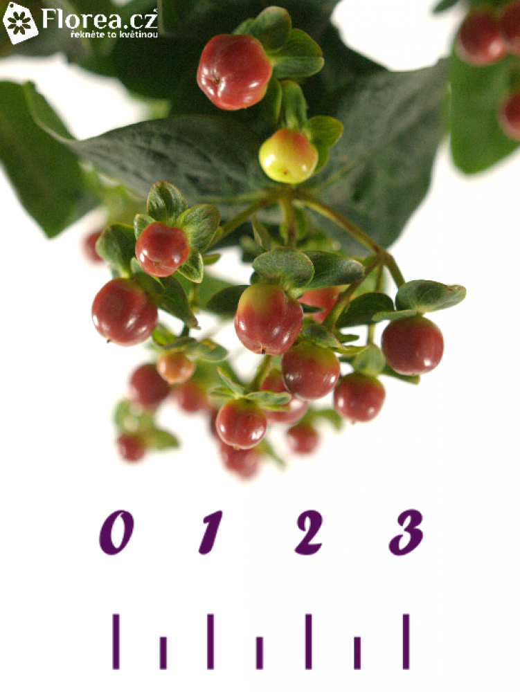 HYPERICUM CORAL EXPRESS 60cm